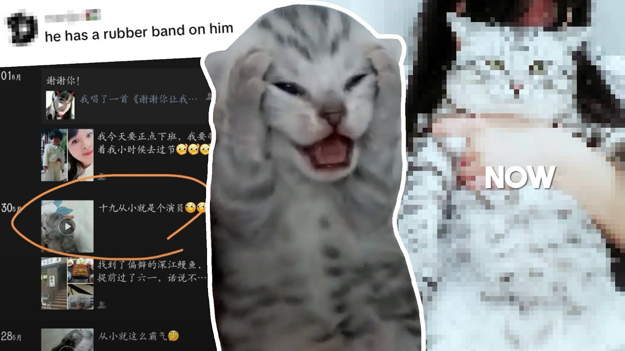Origin of The Dramatic Kitten Meme - YouTube