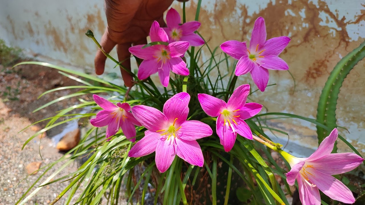 Rain lily plant care in Tamil | Seed to flower transformation | Full ...