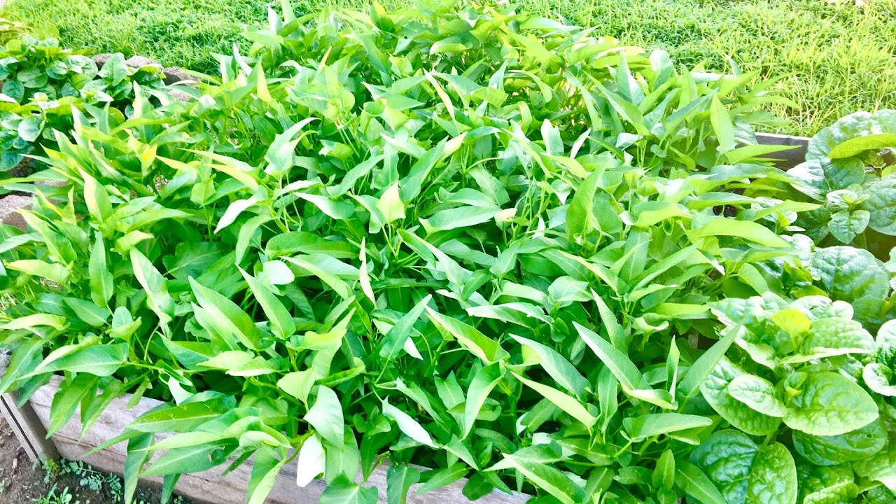 Planting water spinach / Kangkong 2018 - YouTube