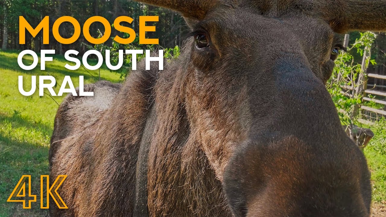 4K Moose - Noble and Powerful Master of Russian Forest - Wildlife ...