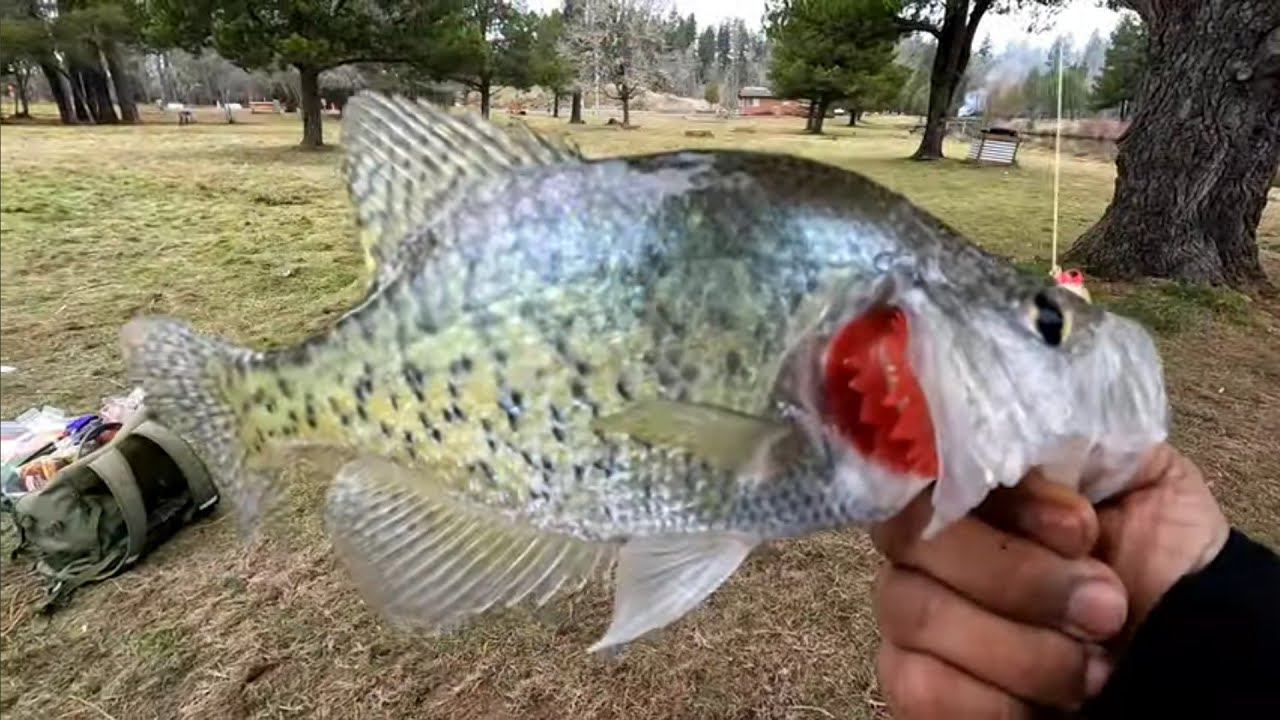 Crappie Fishing ( Catch & Cook ) - YouTube