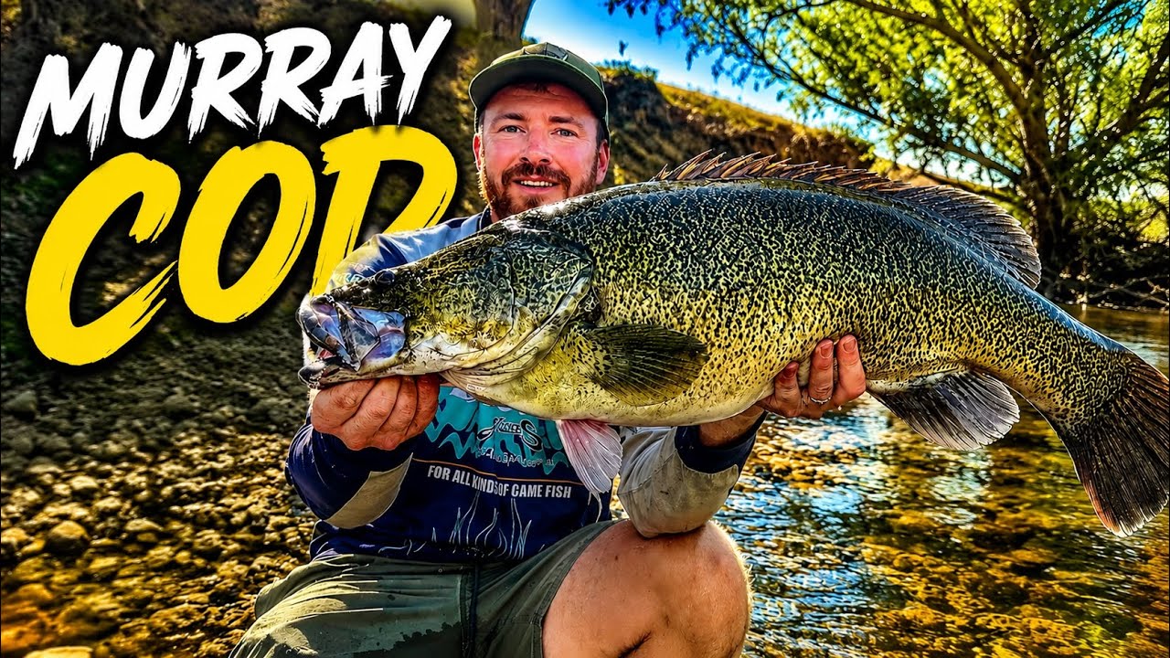 Epic Murray Cod Fishing Adventure in a Crystal Clear River - YouTube