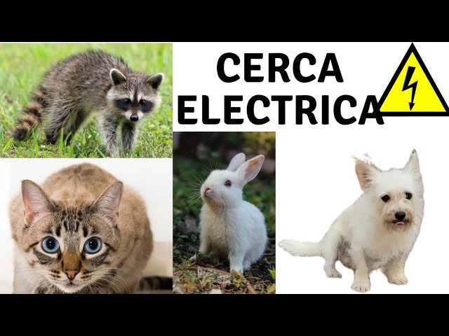 Cómo Funcionan Las Cercas Eléctricas Subterráneas Para Perros