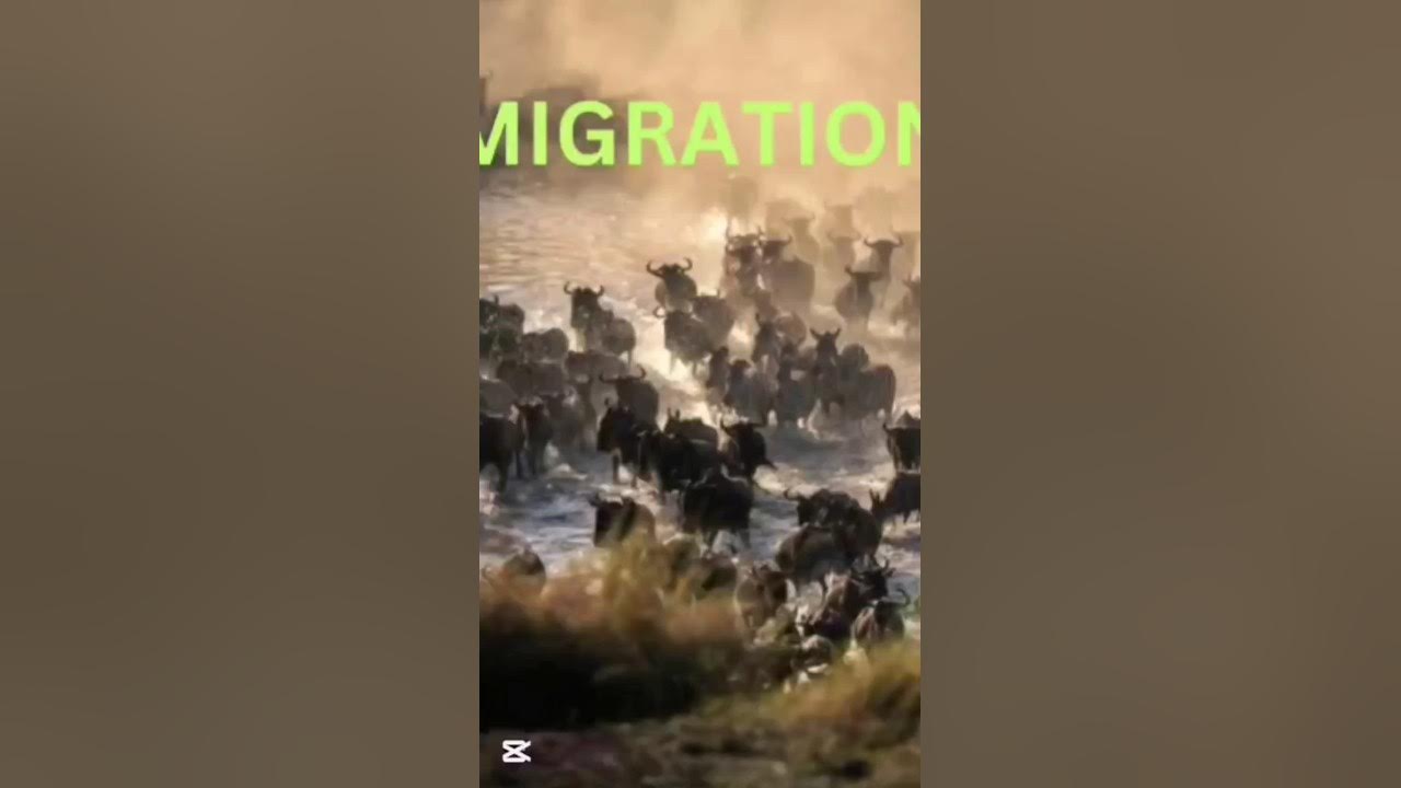 Why Do Animals Migrate? The Incredible Journey of Survival #shortvideo ...