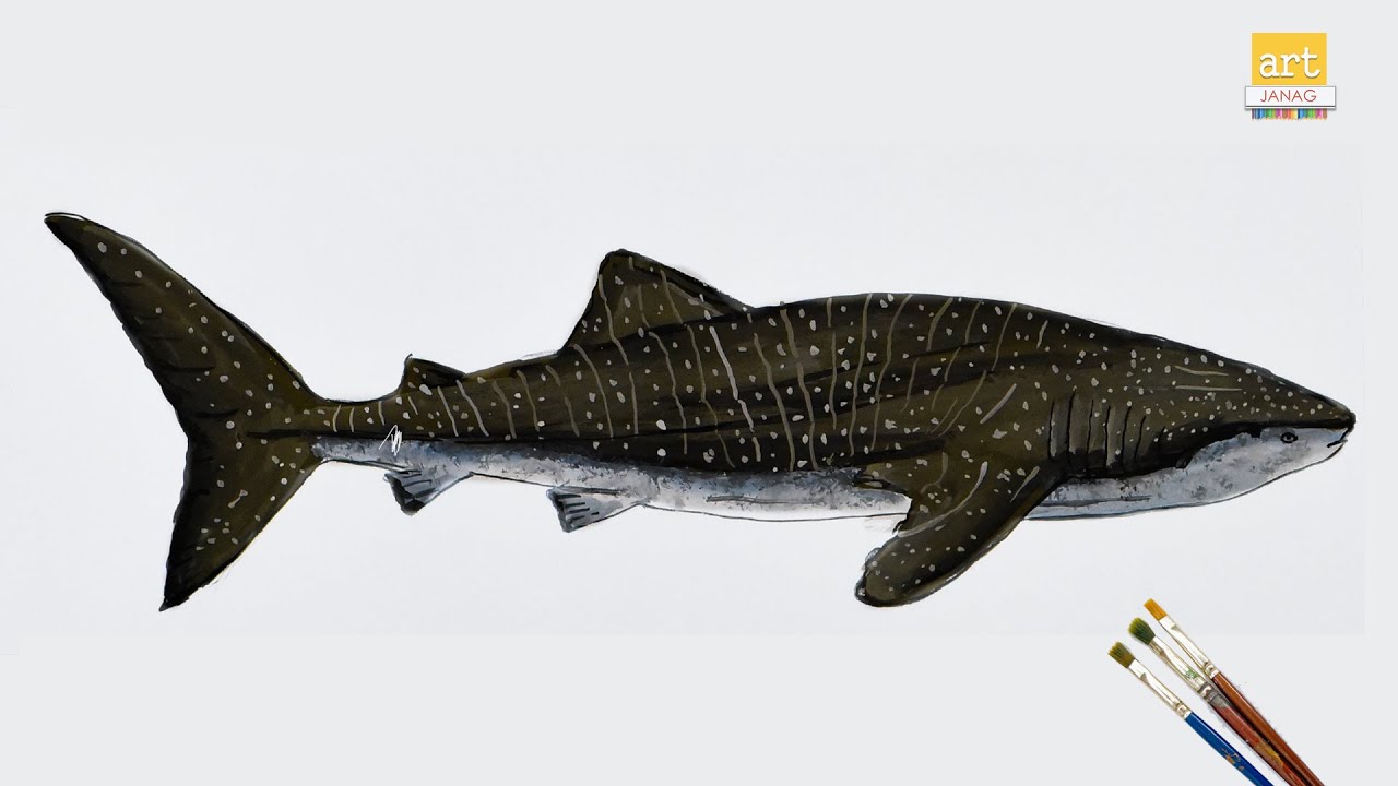 Whale shark painting II How to draw A Whale shark step by step II # ...