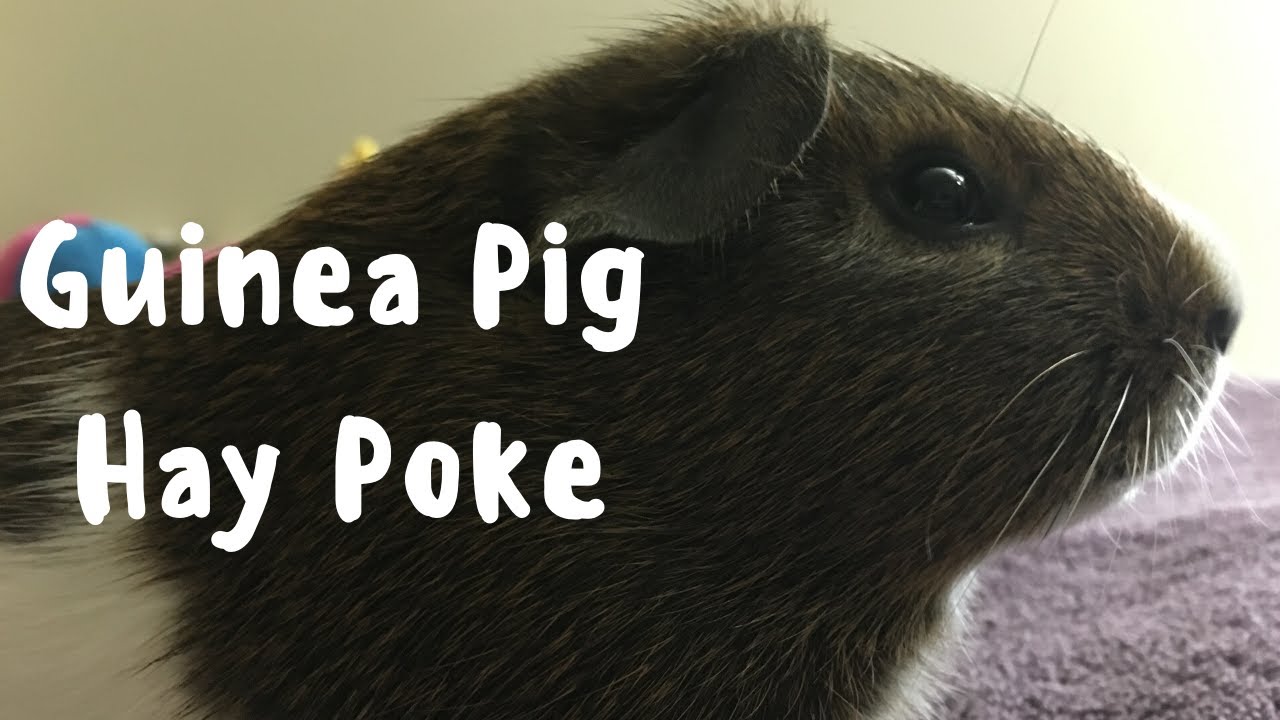 Guinea Pig Care | Hay Poke - YouTube