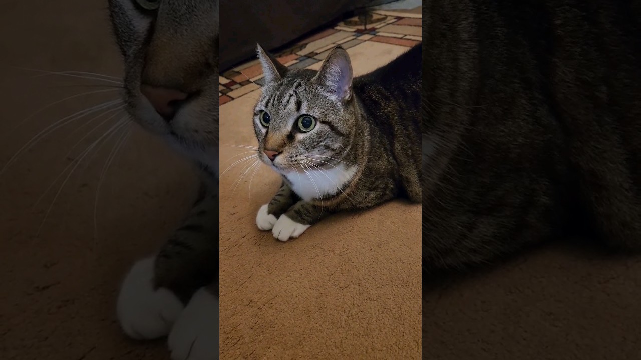 Silver the Cat wants to Play - YouTube