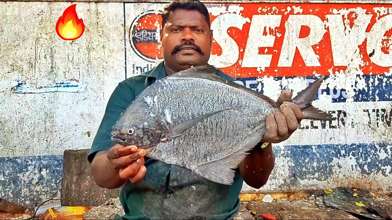 SELVAM || BLACK VAAVAL MEEN || KNOCKOUT FINISH CUTTING SLICES ...