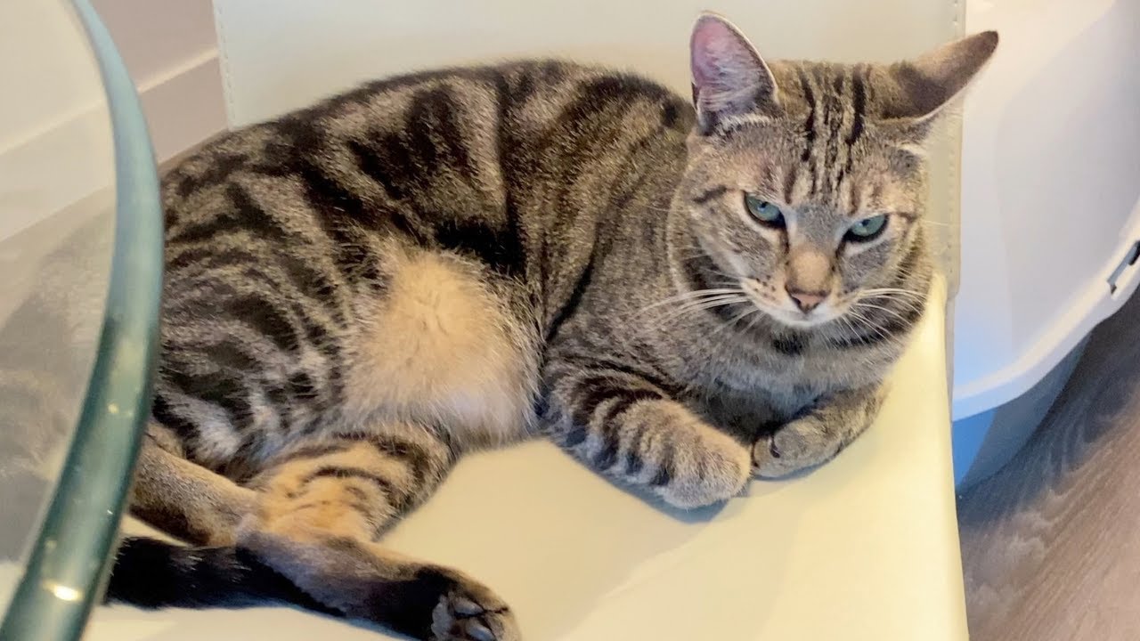 Calming Music For Humans And Cats, Cute Cats, Relax With Cats - YouTube