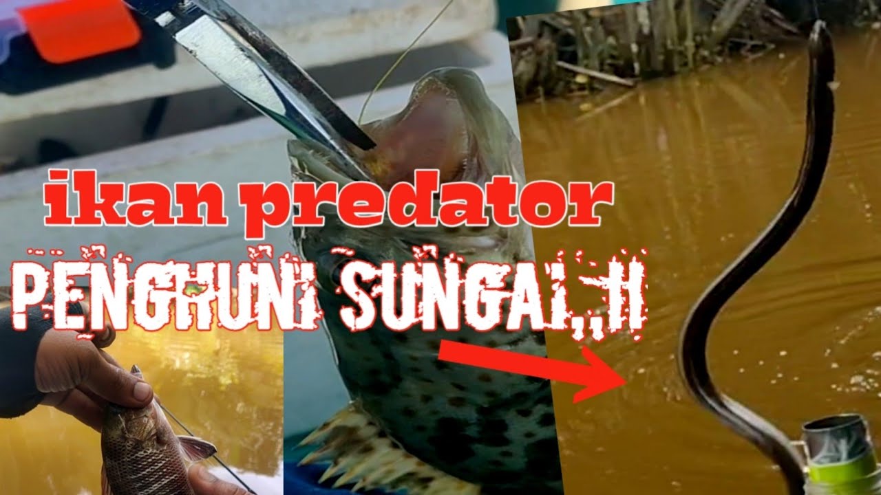 mancing ikan mangrove jake dan masapi/belut laut,ikan predator penghuni ...