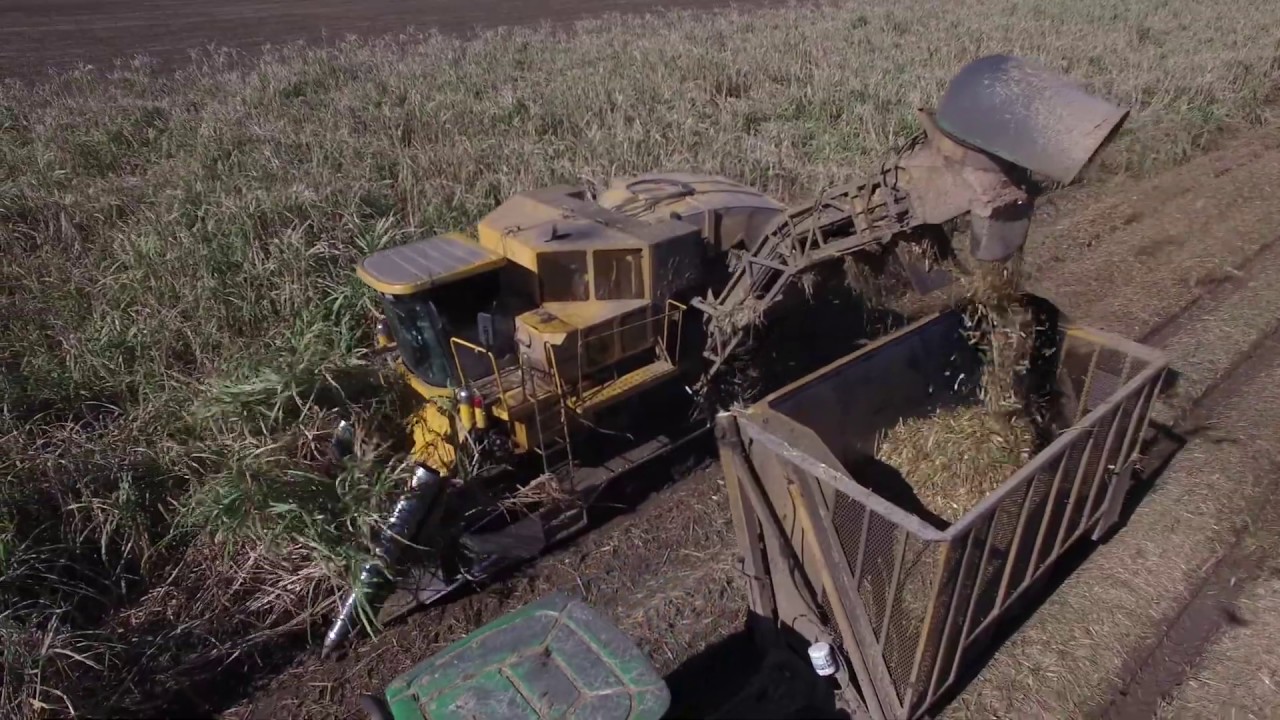 Cameco CH2600 2-Row Sugarcane Harvester 4K - YouTube