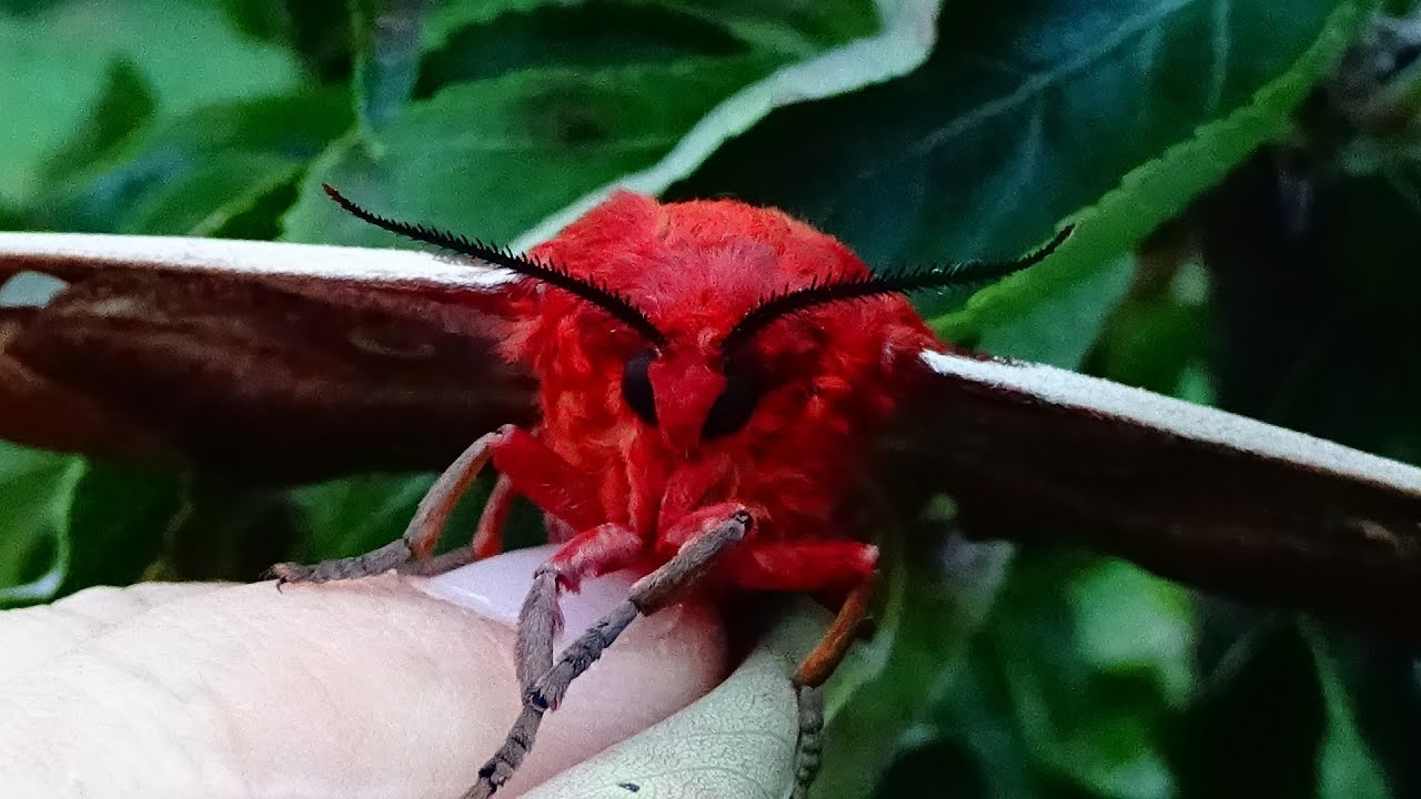 A moths face, close up of the face of Bunaea alcinoe female - YouTube