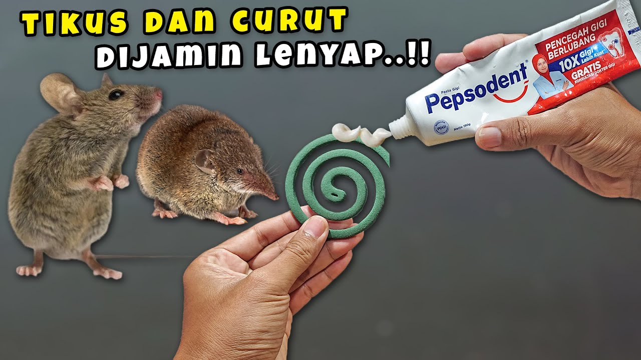CUMA MODAL INI BIKIN RUMAH BEBAS DARI TIKUS DAN CURUT SELAMANYA!! - YouTube