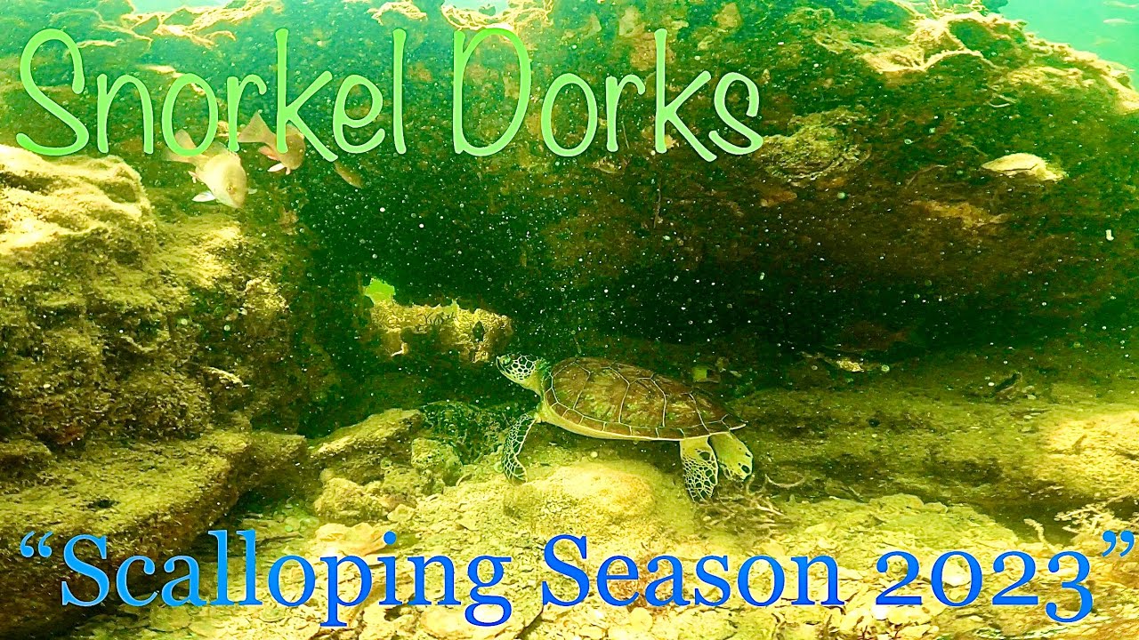 It’s Scalloping Season in Hernando Beach, so that means we’re on em! # ...