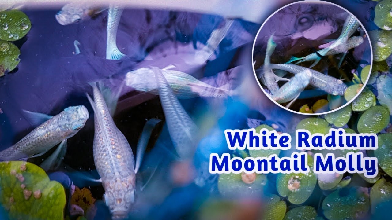 Super Quality White Radium Moon Tail Molly । রেডিয়াম মুনটেল হোয়াইট ...