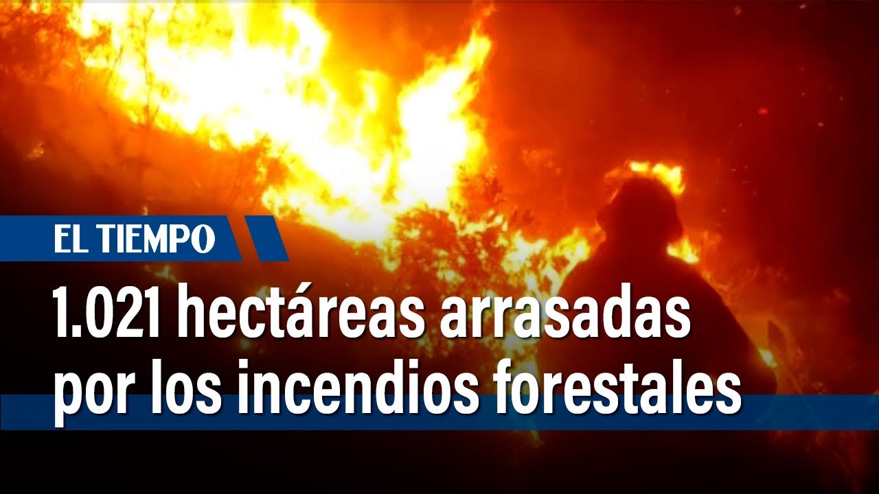1 021 Hectáreas Han Sido Arrasadas Por Los Incendios Forestales