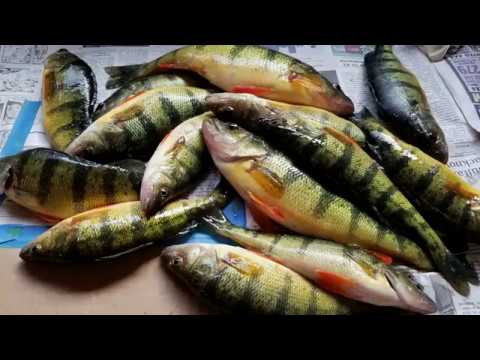 FINESSE FISHING FOR JUMBO YELLOW PERCH, Finger Lakes, NY - YouTube