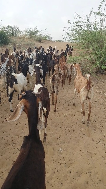 300 goats morning time short - YouTube