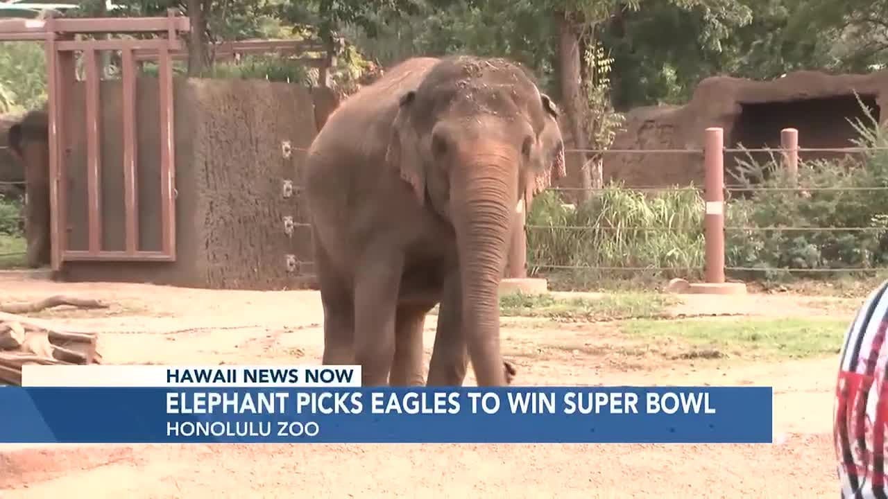 Honolulu Zoo elephant predicts Super Bowl winner - YouTube