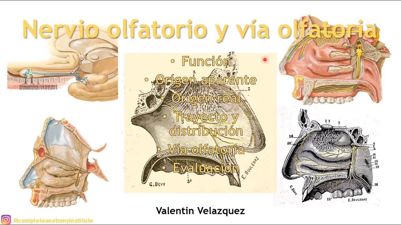 NERVIO OLFATORIO (I) y VÍA OLFATORIA - Orígen real, orígen aparente ...