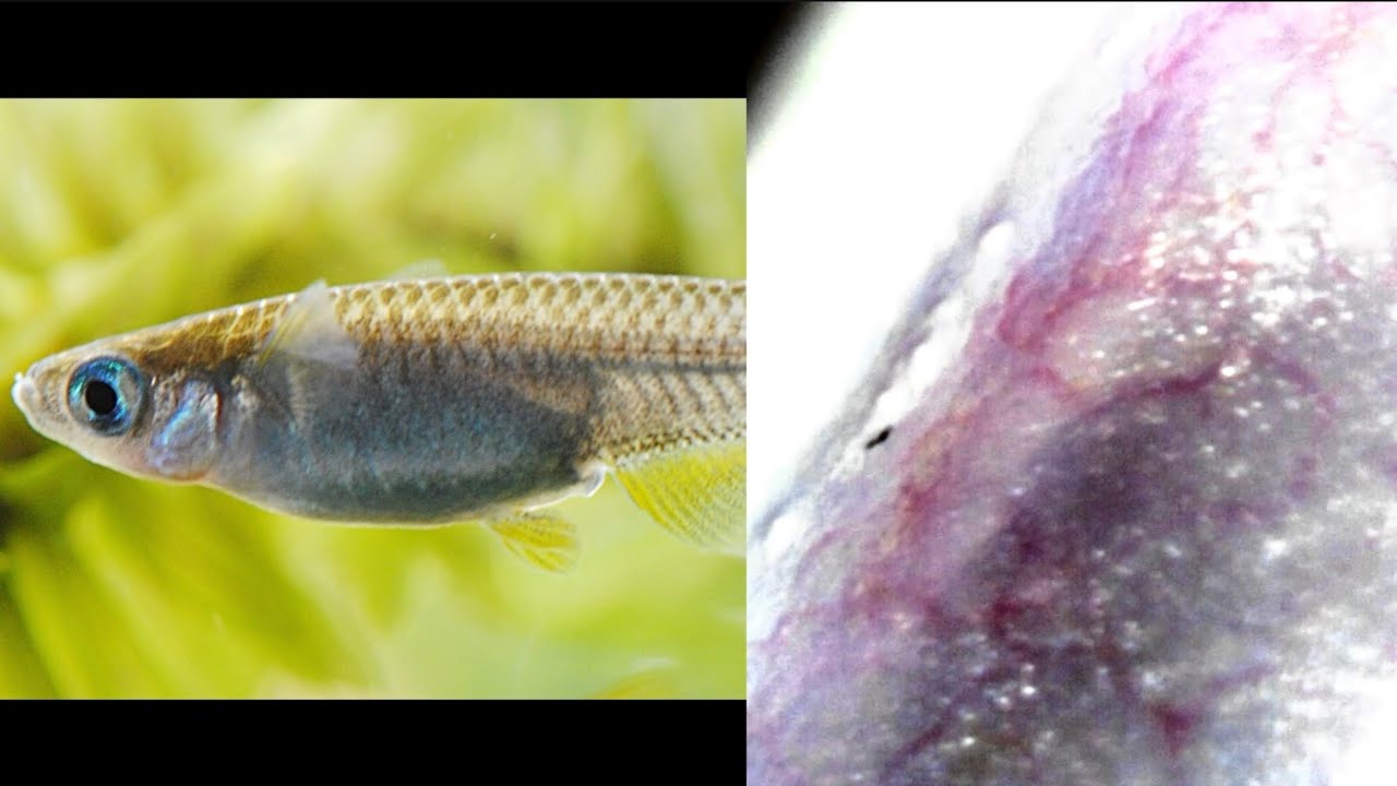 [GOKO Bscan] Capillaries of Japanese killifish (Oryzias) under 620x ...