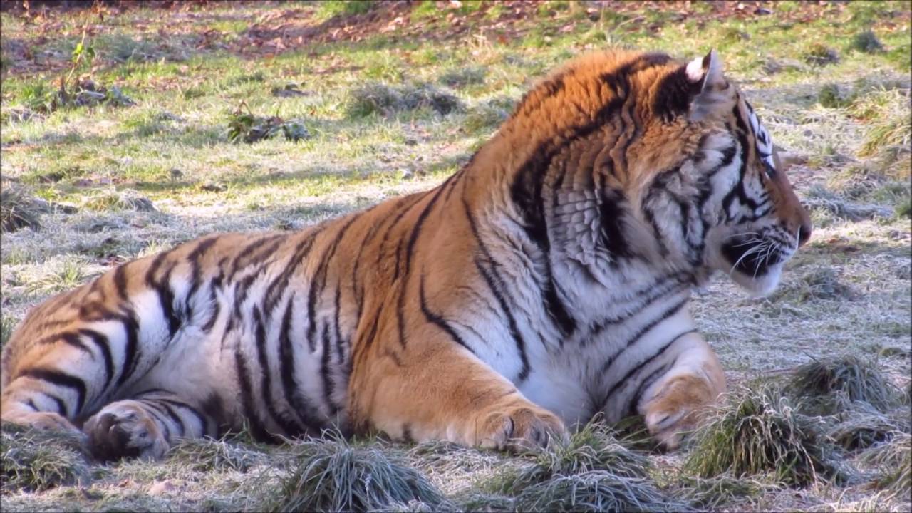 Tygr ussurijský - Rocky ze ZOO Tábor - YouTube