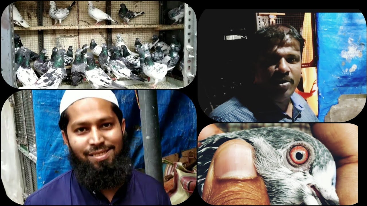 Mumbai Pigeon Ustad's Buying Pigeons ( New Stock ) @ SA Pigeon Loft ...