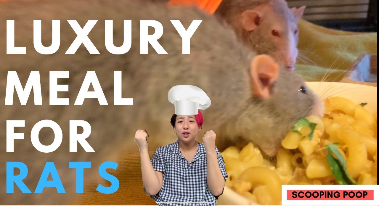 I MADE A GOURMET MEAL FOR MY RATS - YouTube