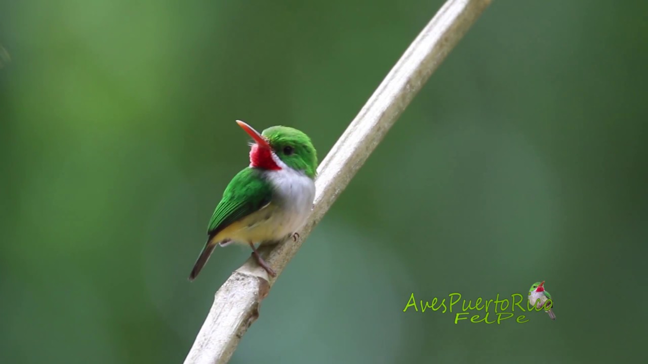 El duende de los bosques de Borinquen el SAN PEDRITO de Puerto Rico ...