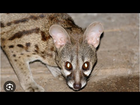 Unleashing Horror: 10 Nightmare Pets You Won't Believe Exist. Brace ...