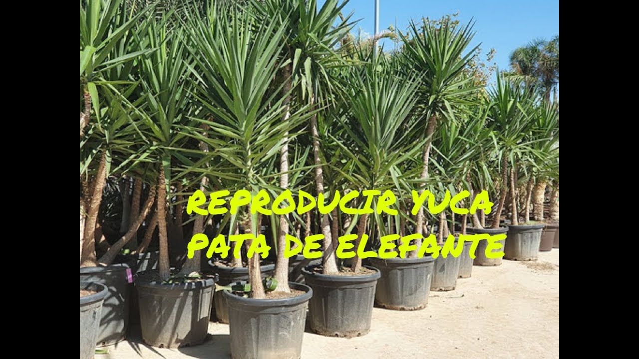 YUCA, REPRODUCCIÓN 2da Parte || YUCA PIE/PATA DE ELEFANTE || Yucca ...