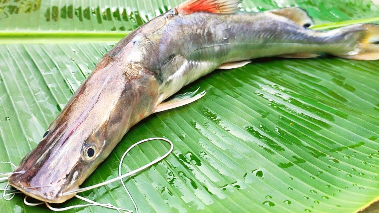 टेंगरा मछली ऐसे बनाएं सब उंगलियां चाट कर खायेंगे |Small Fish Curry ...