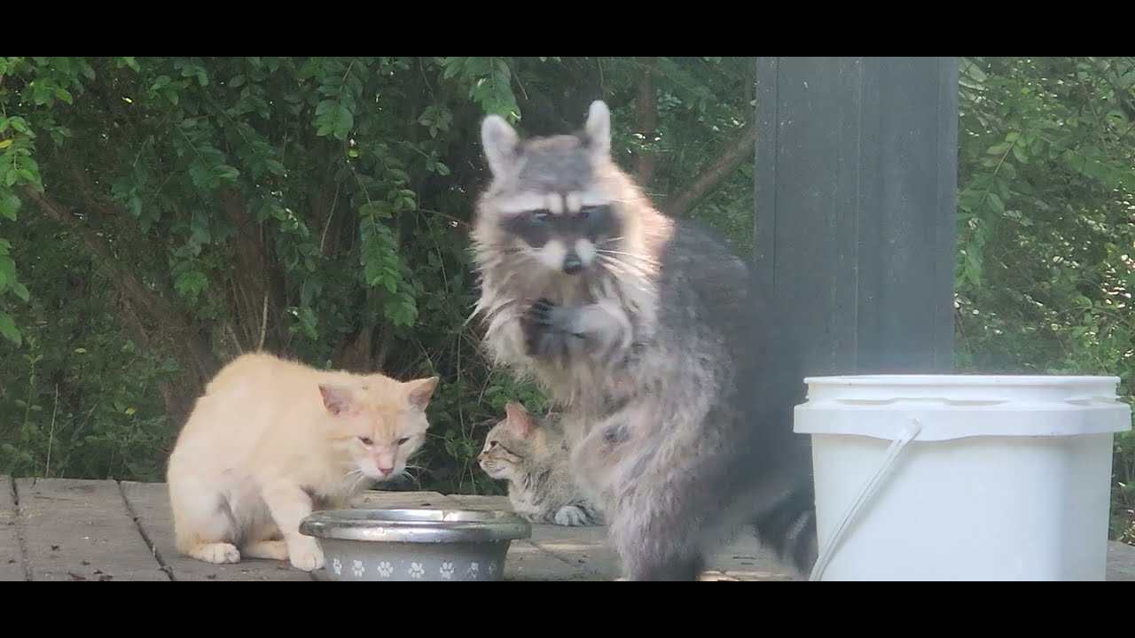 One good morning Raccoon, but she pretty much emptied that bowl . - YouTube