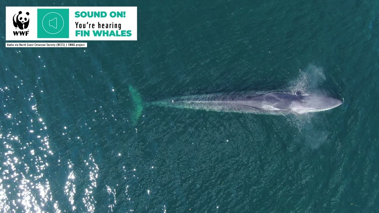 Whale Sounds | Fin Whale - YouTube