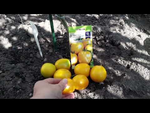 🍅ОБЗОР ПОМИДОР -ДЕ БАРАО: КРАСНЫЙ,РОЗОВЫЙ,ЗОЛОТОЙ,ЧЕРНЫЙ.ОЖЕРЕЛЬЕ КР. И ...