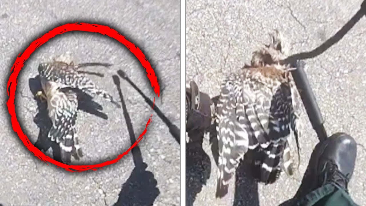 Hawk Rescued by Deputies After Being Strangled By Snake - YouTube