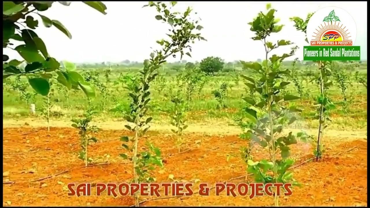 Sai Properties And Projects Ltd|ఎర్రచందనం వ్యవసాయ భూములు|English Version By Tirupati Best ...