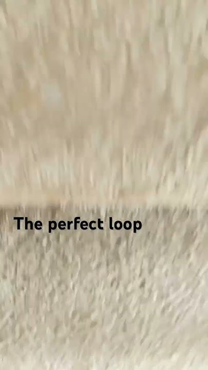 How did I do?! #funny #loop #satisfyingloop #endlessloop #perfectloop #loopvideos # ...