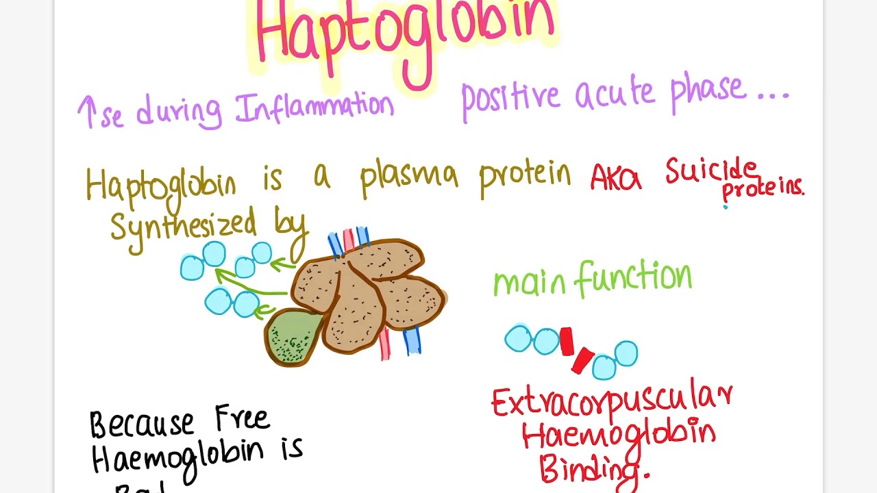 Haptoglobin | Veterinary medicine - YouTube