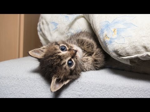 Cute kitten falling asleep - YouTube