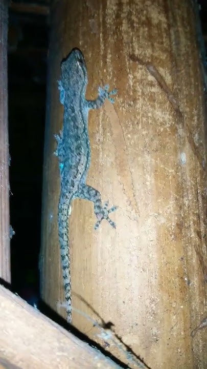 girgiti rails video🦎🦎😇😭🤣 - YouTube