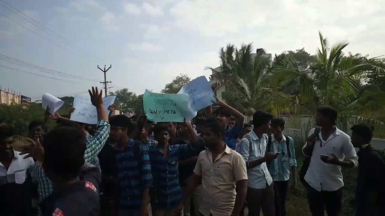 Jallikattu support by Sankara clg students(1) - YouTube