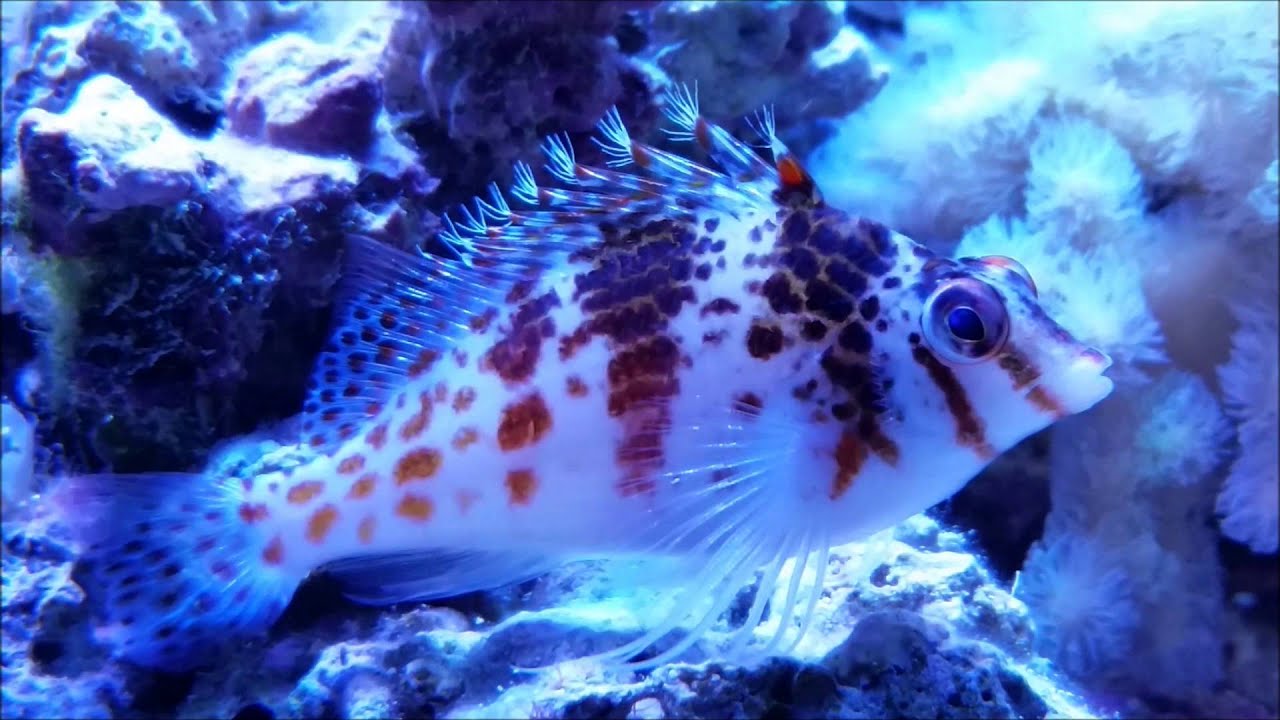 175 Gallon Oceanic Reef Tank 2016 - YouTube