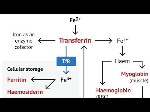 Storage Forms of iron in the Body - YouTube