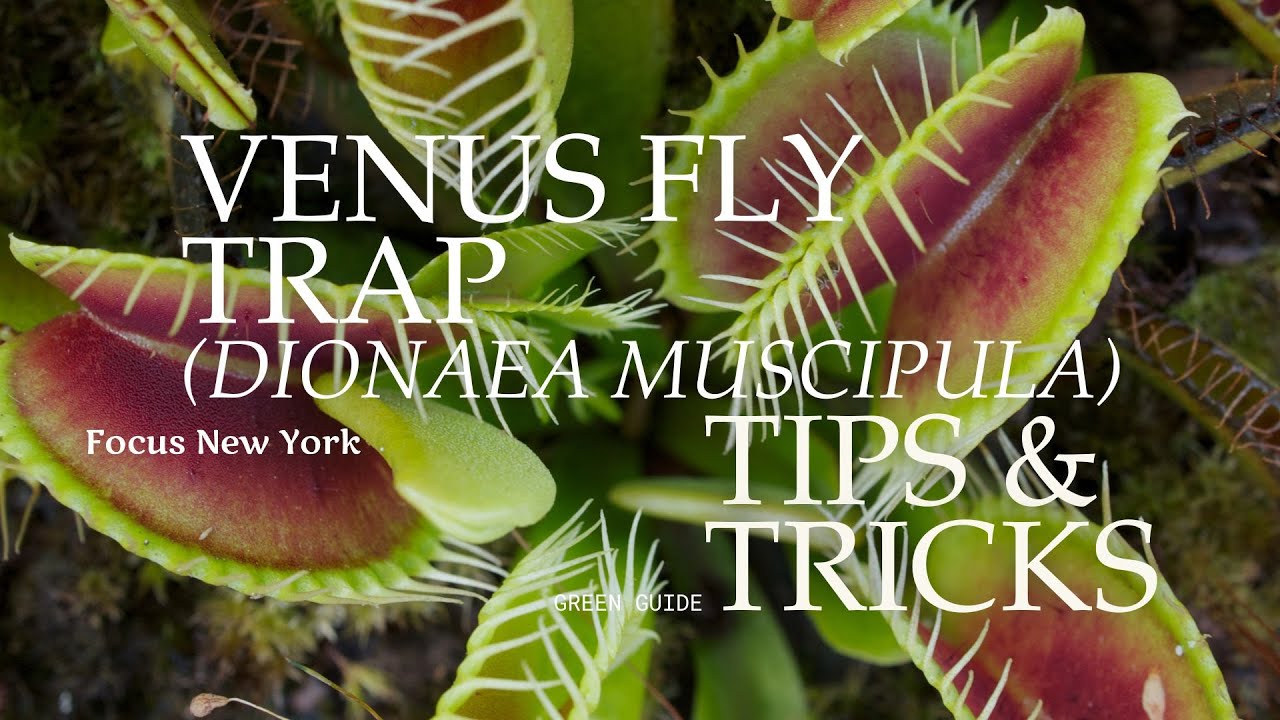 Venus Flytrap Care Guide | Why It Eats Bugs & How to Keep It Alive Indoors - YouTube