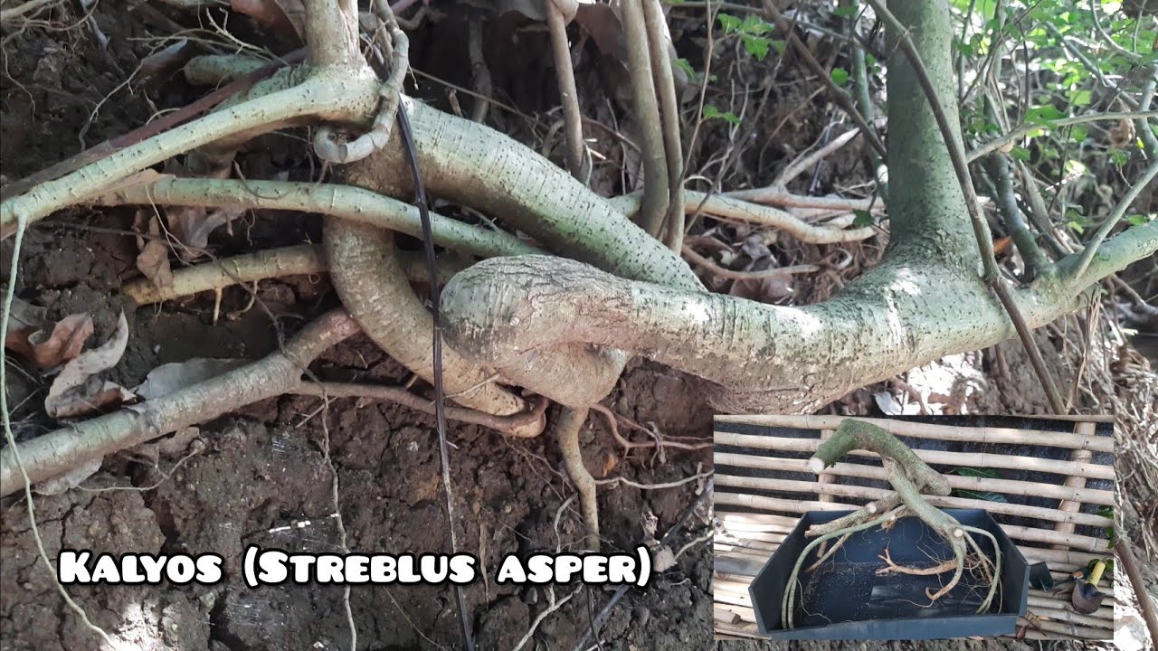 BONSAI HUNTING IN THE WILD || KALYOS (STREBLUS ASPER) - YouTube