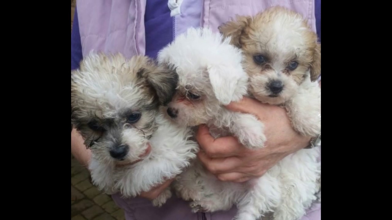 Bichon frise puppies for sale ..... - YouTube