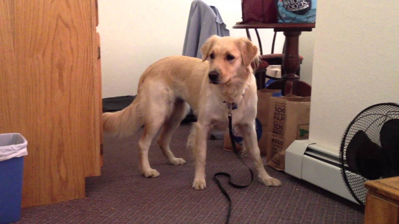 Roo chasing a fly - YouTube