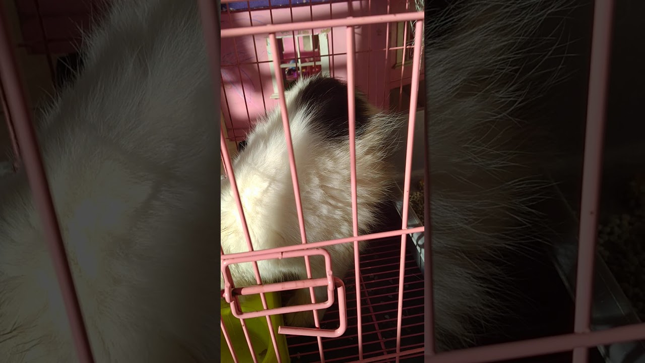 Main dengan kucing - YouTube