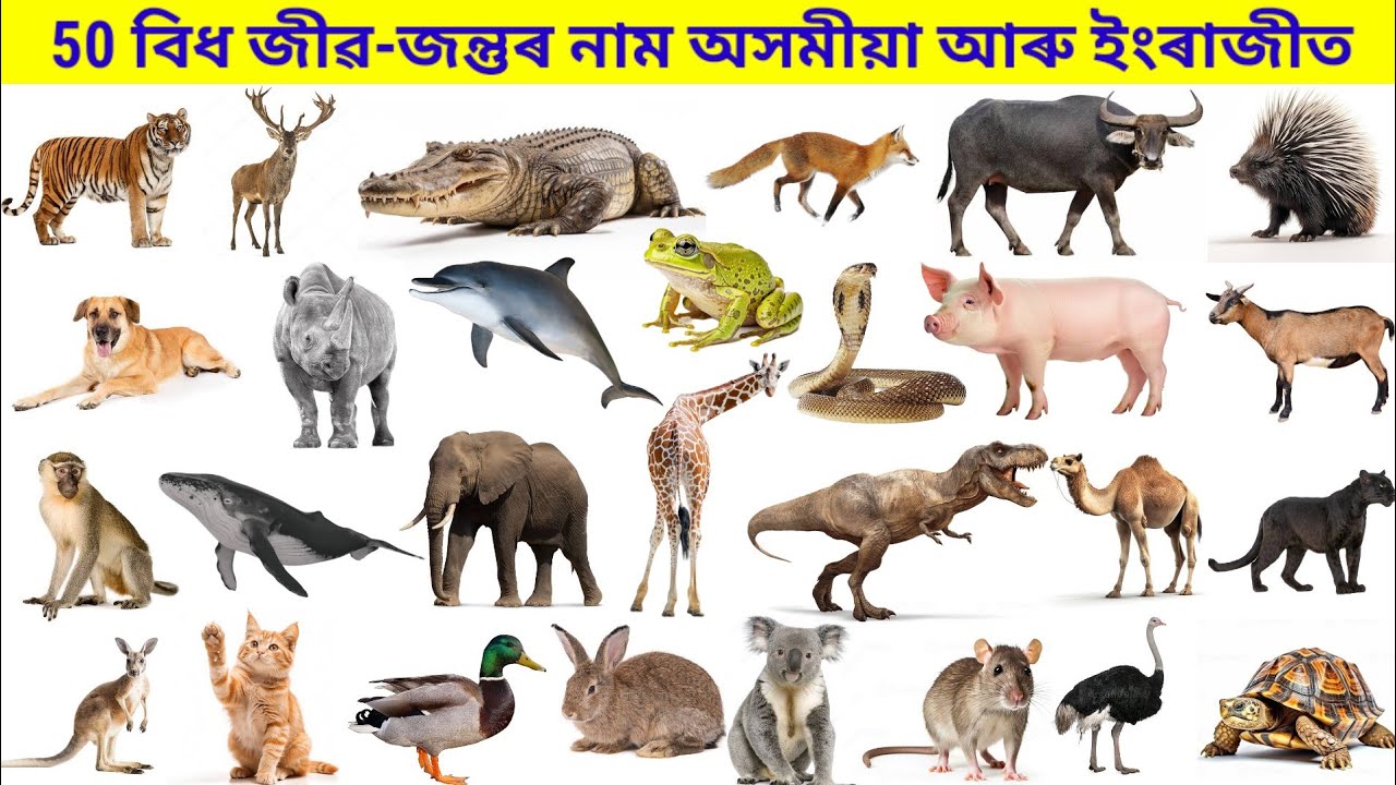 Animals Vocabulary in Assamese & English | 50 Animals name with ...